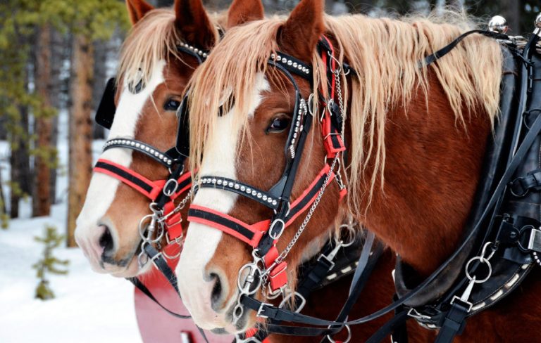 Winter Sleigh Rides in Breckenridge Colorado | Golden Horseshoe Sleigh ...
